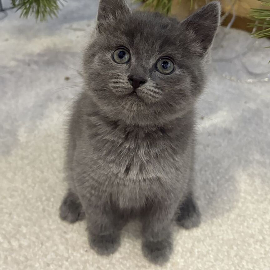 Котёнок от частного владельца