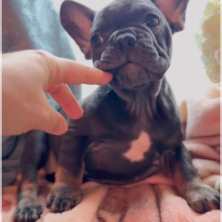 Очаровательная малышка французик