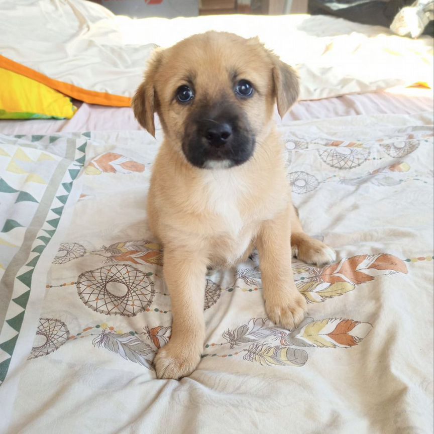 Отдам бесплатно щенки