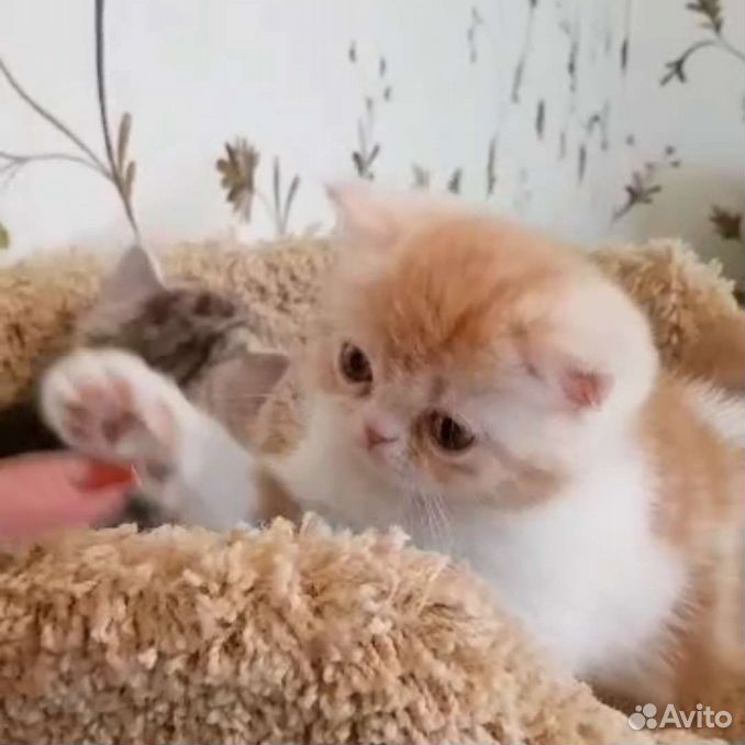 Персидский котенок и экзоты