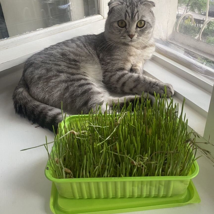 Шотландский вислоухий кот