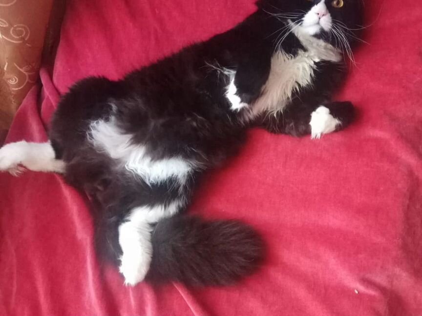 Кот в добрые руки