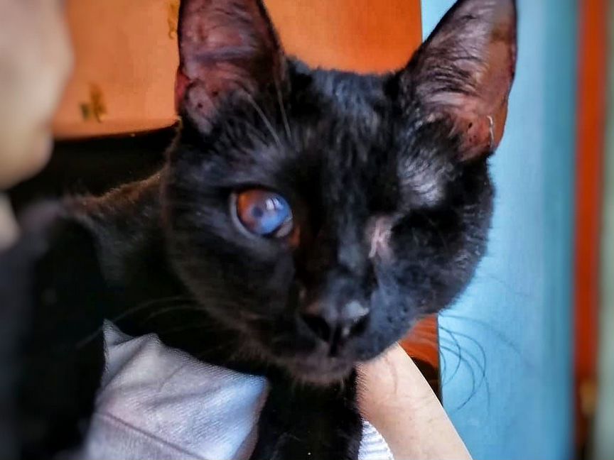 Особенный котенок
