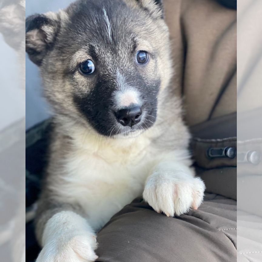 Щенок в добрые руки