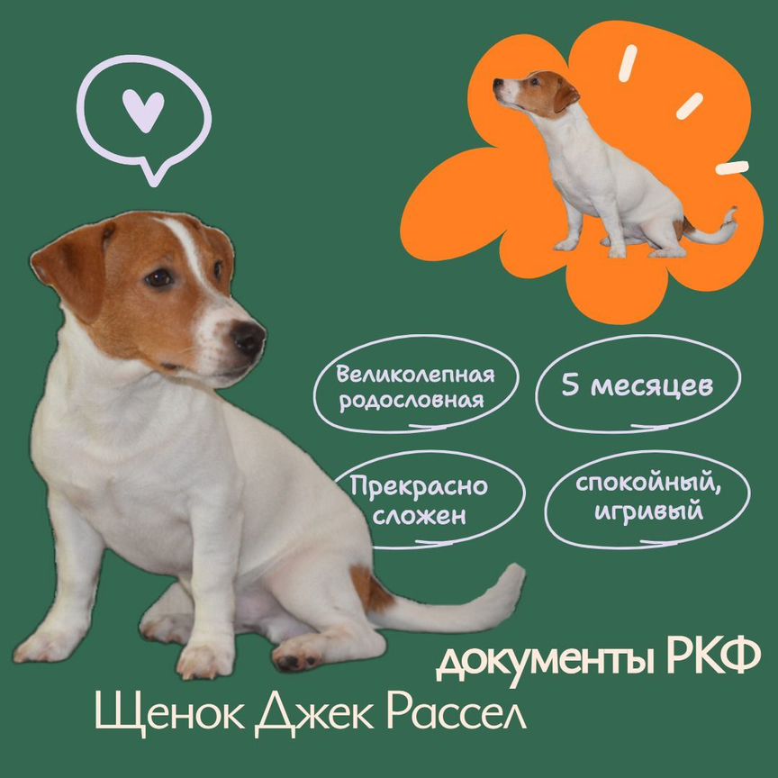 Щенок Джек Рассел с документами РКФ