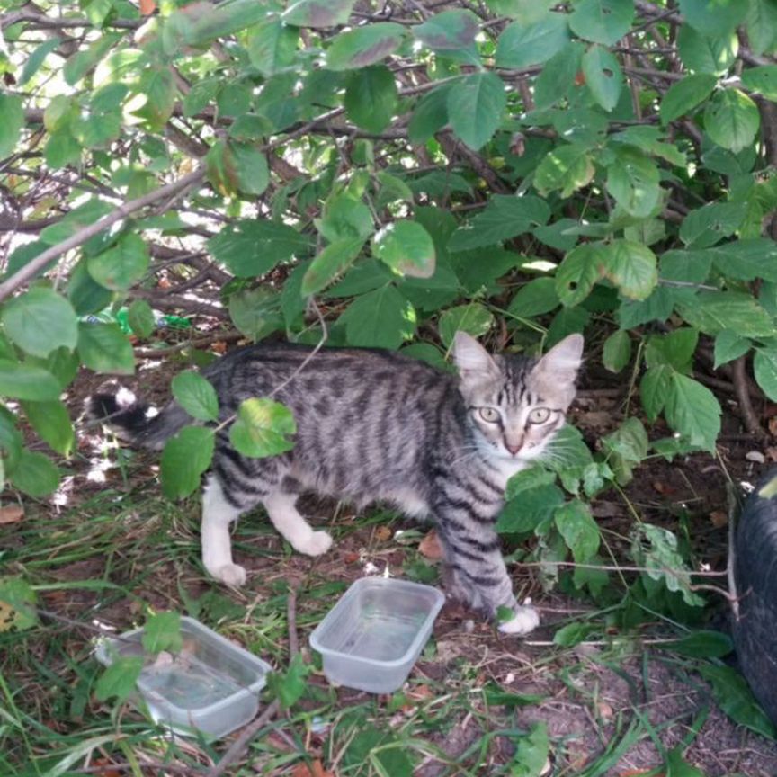 Кошки бесплатно