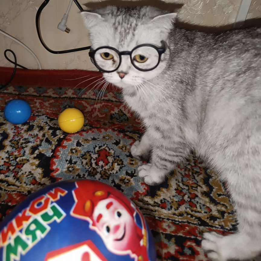 Шотландская вислоухая короткошёрстная, взрослая кошка