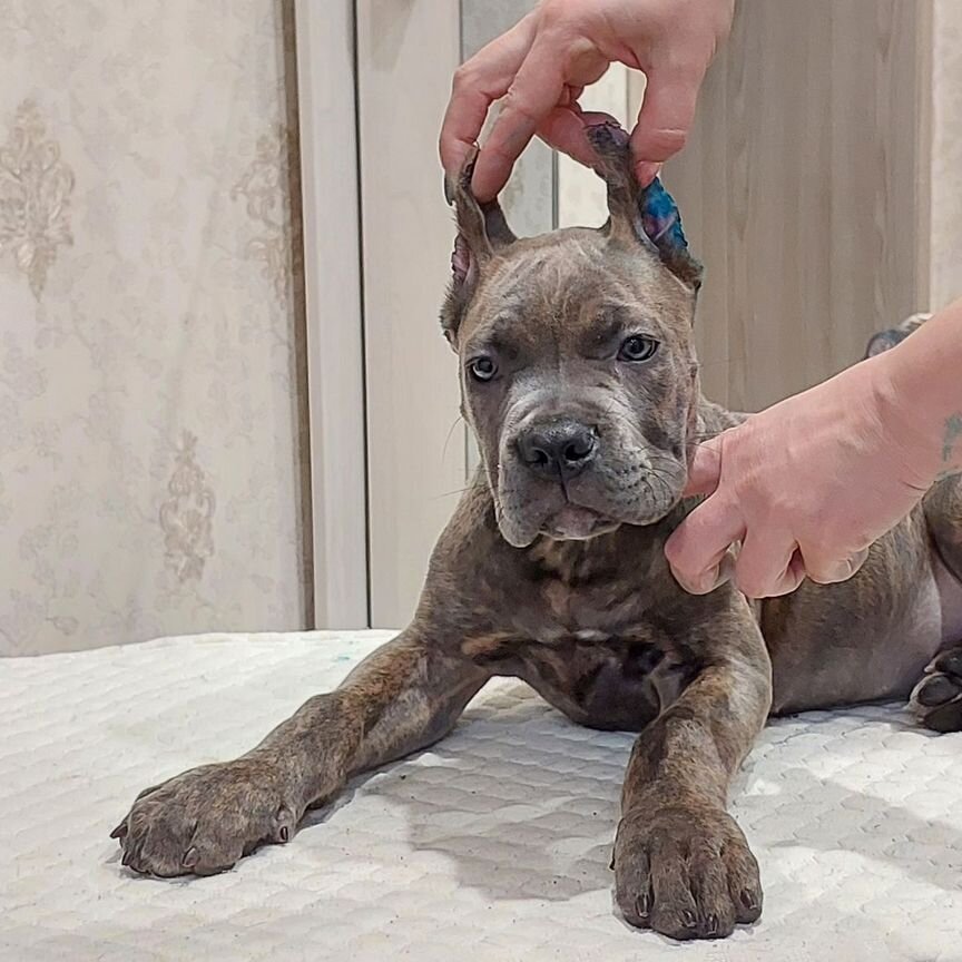 Кане-корсо, щенок