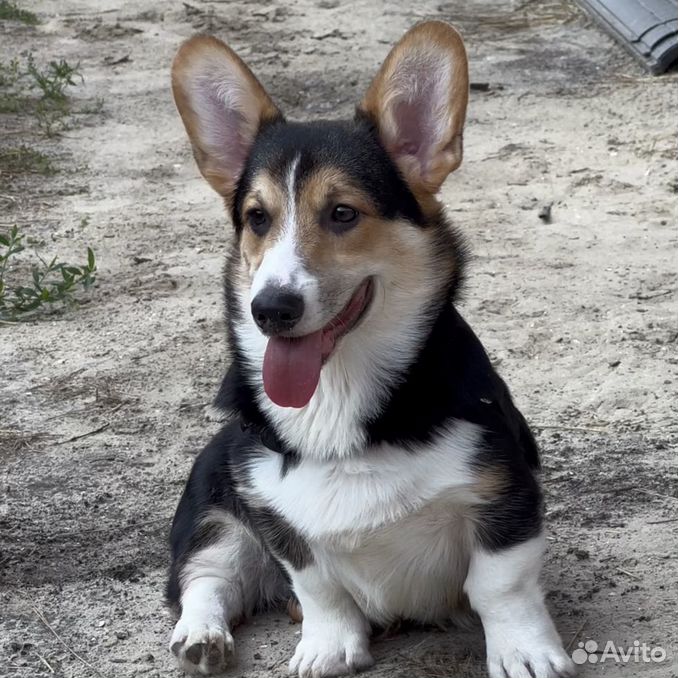 Мальчик Вельшкорги Пемброк