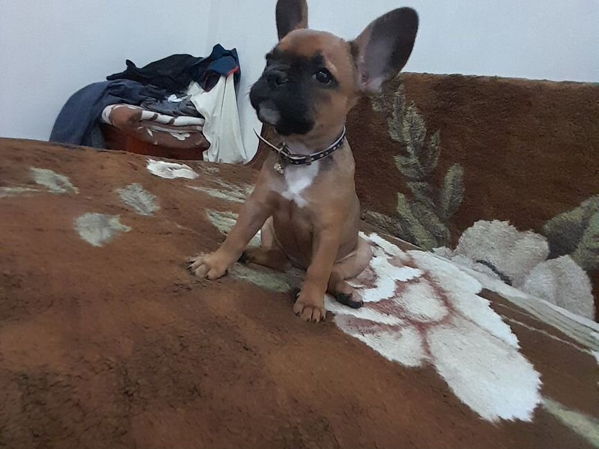 Щенок французский будьдог