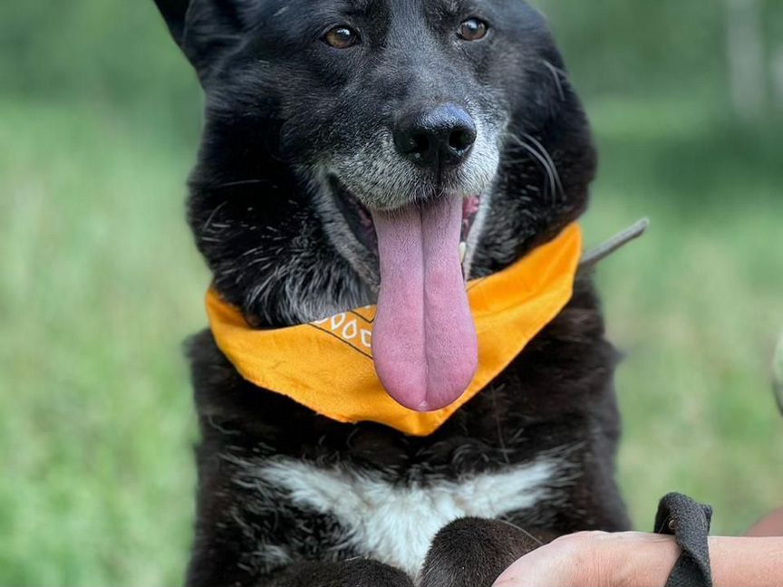 Собака Наоми из приюта