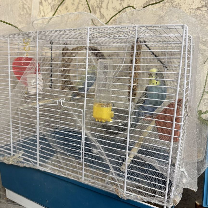 Волнистый попугайчики