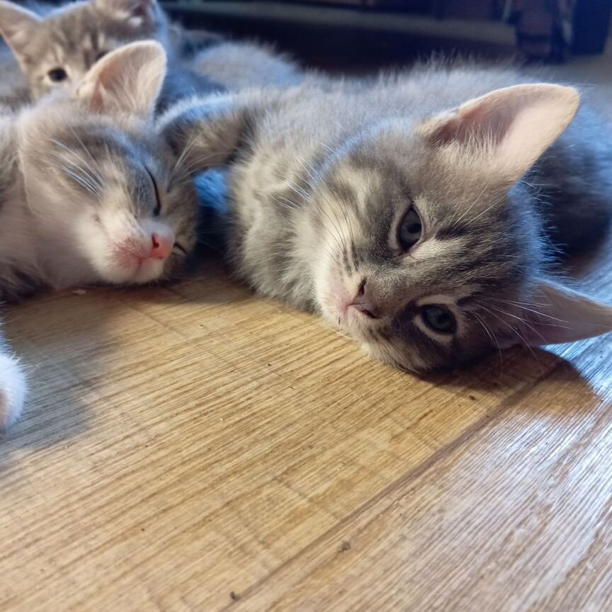 Котята в добрые руки