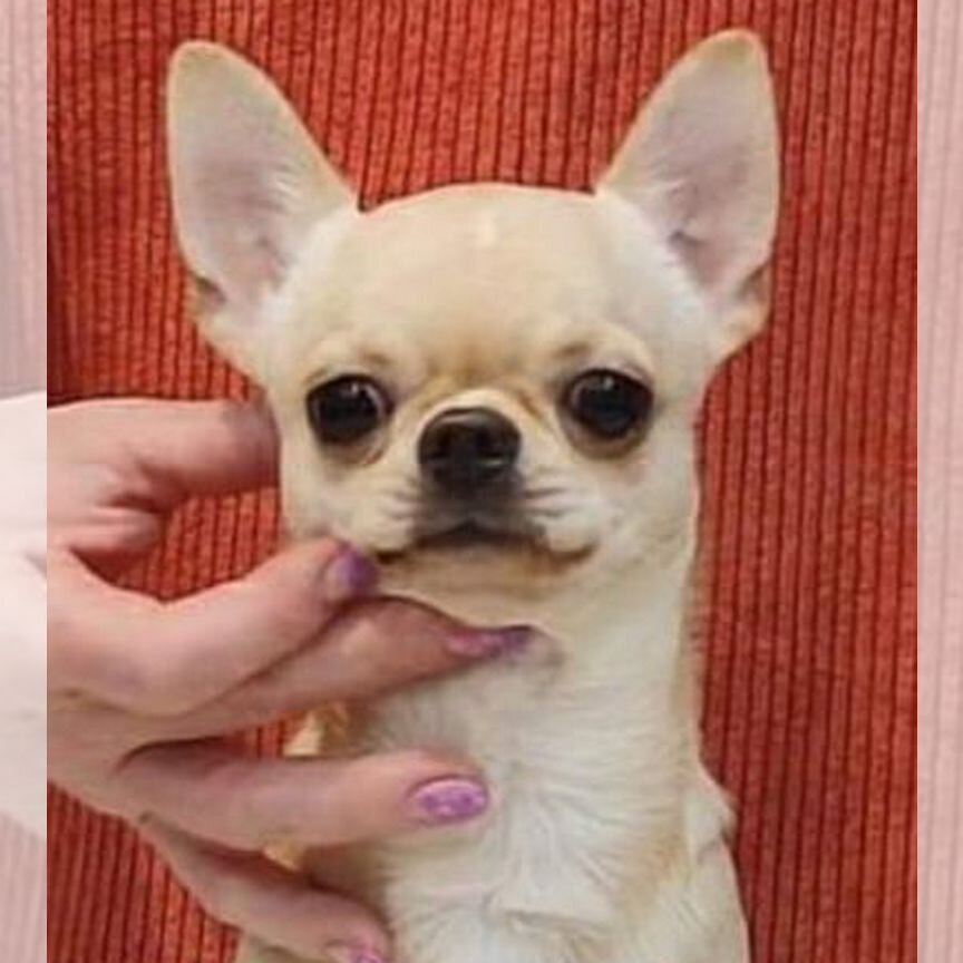 Чихуахуа, взрослый пёс