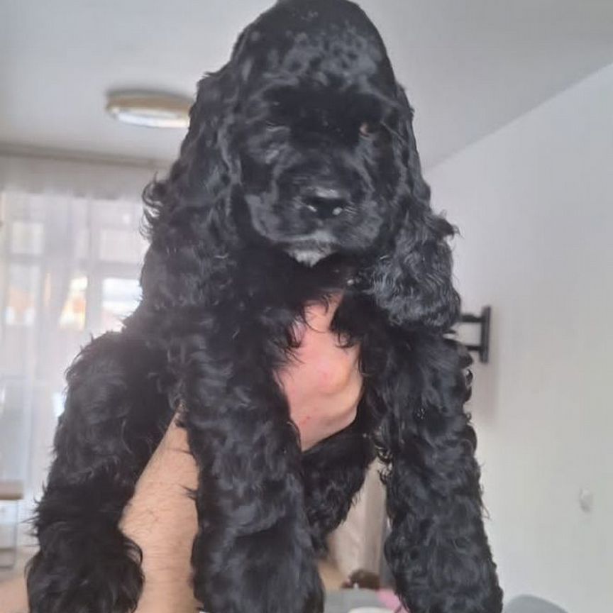 Американский кокер спаниель