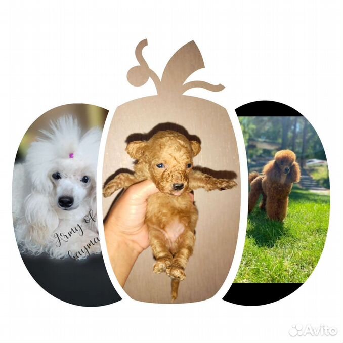 Милашки в кудряшках