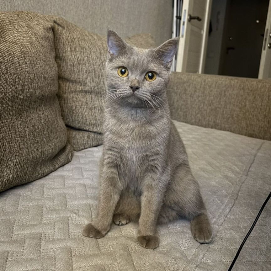 Кошечка наша годик