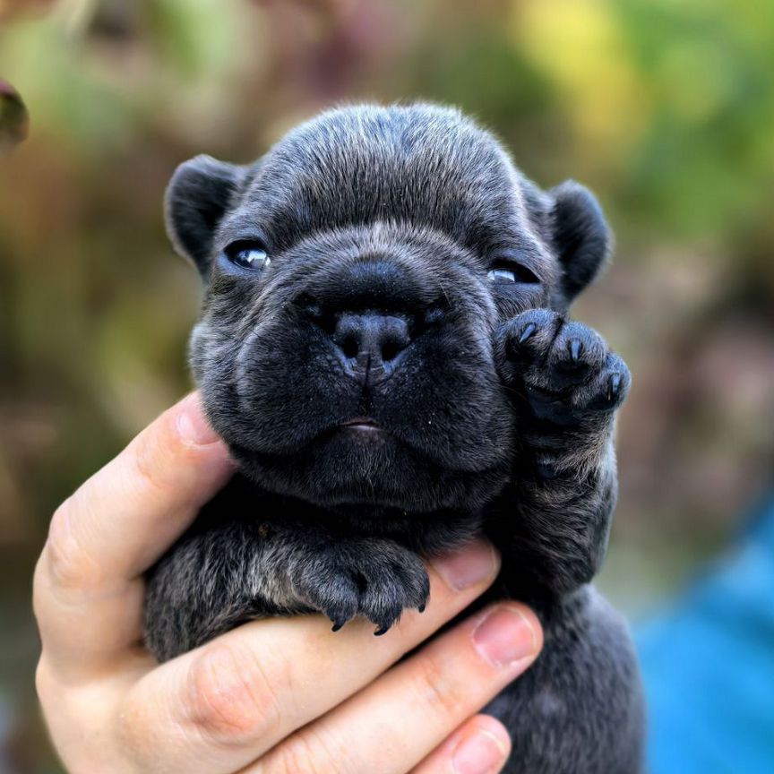 Французский бульдог