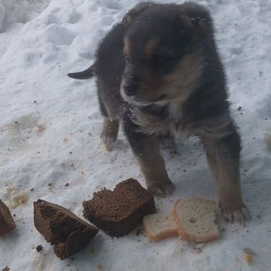 Щенок в добрые руки