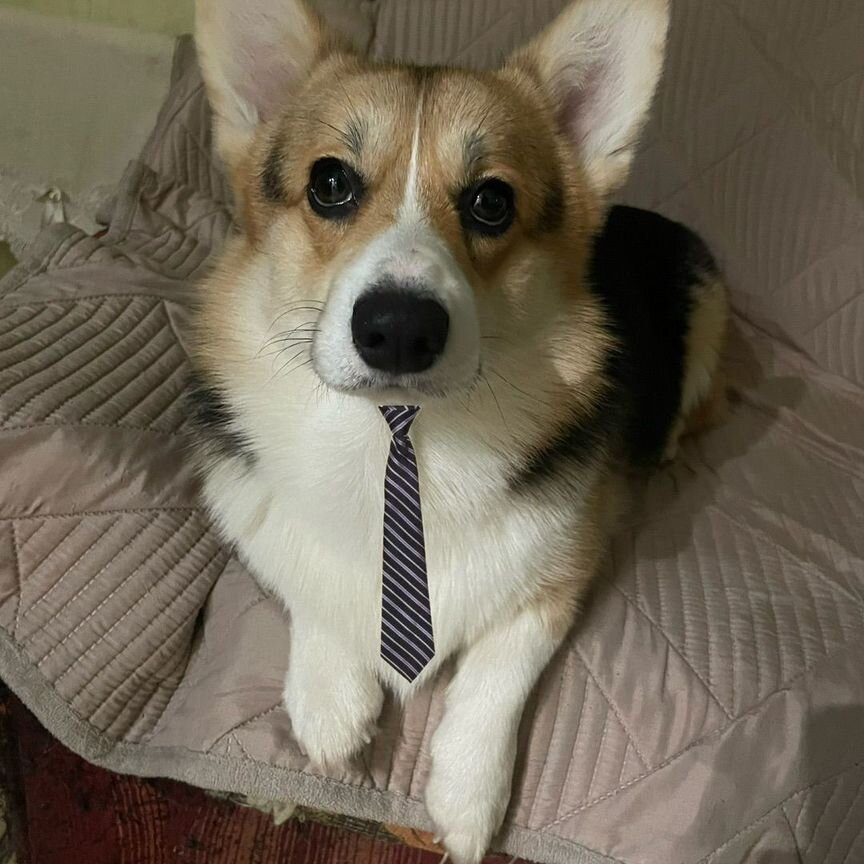 Корги вязка