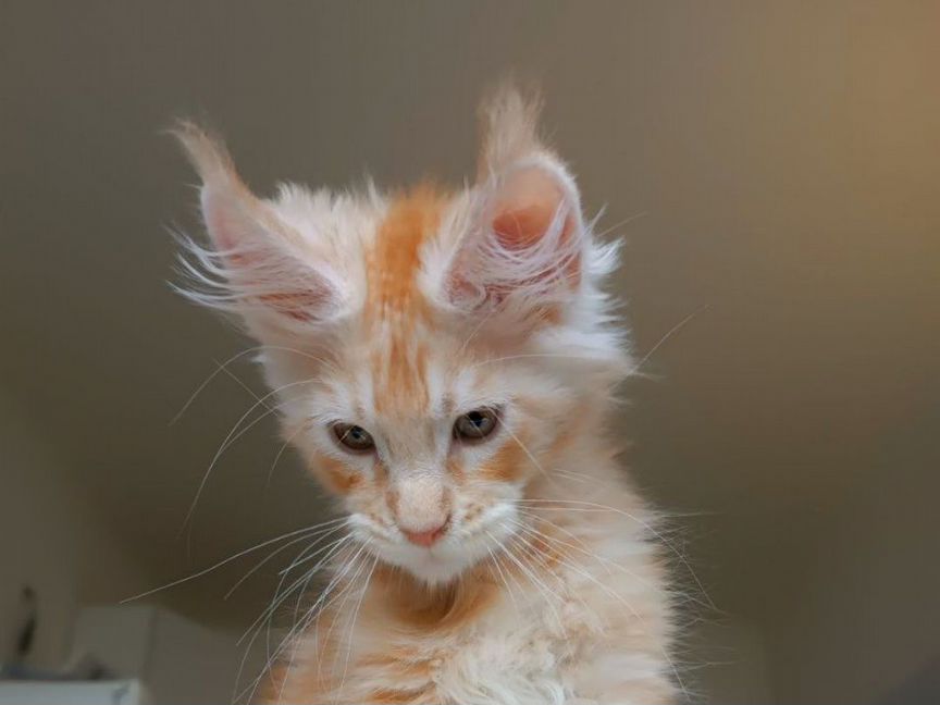 Брутальная котенок мейн кун