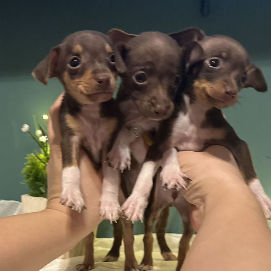 Русский той-терьер, щенок