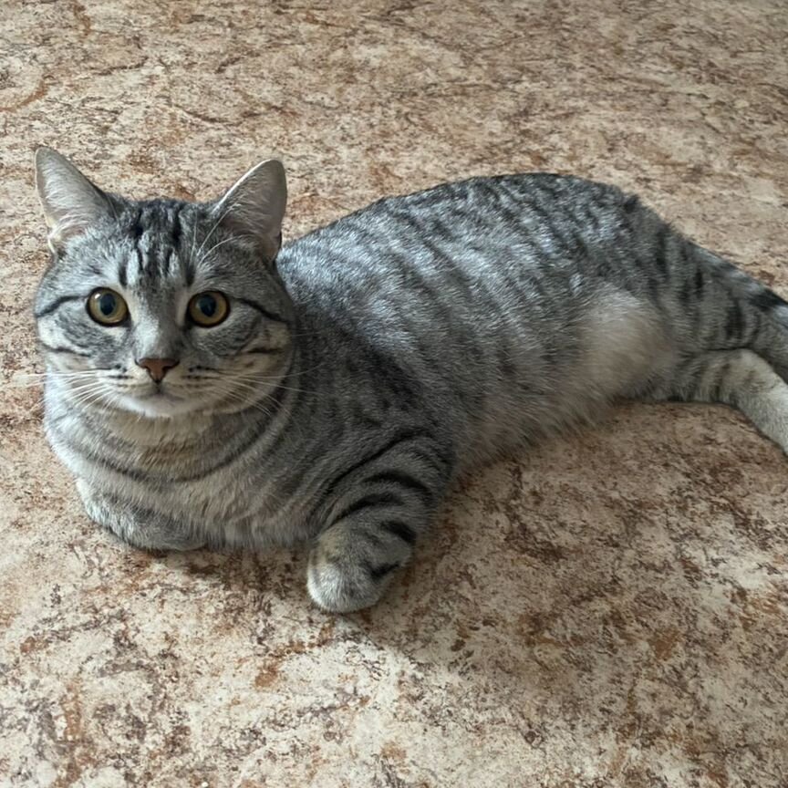 Британский длинношёрстный, взрослый кот