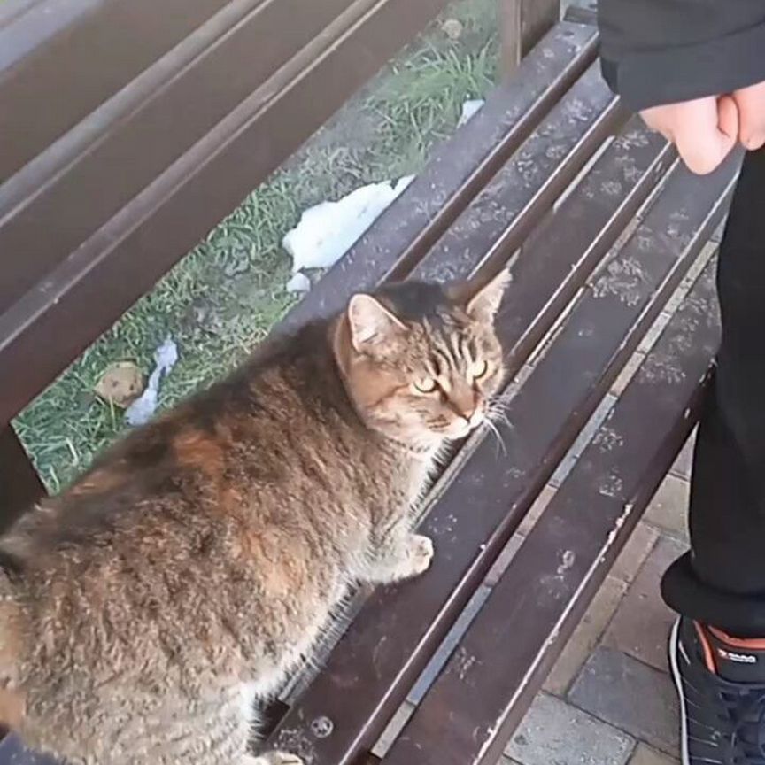 Кошка в любящие руки ласковая пышечка