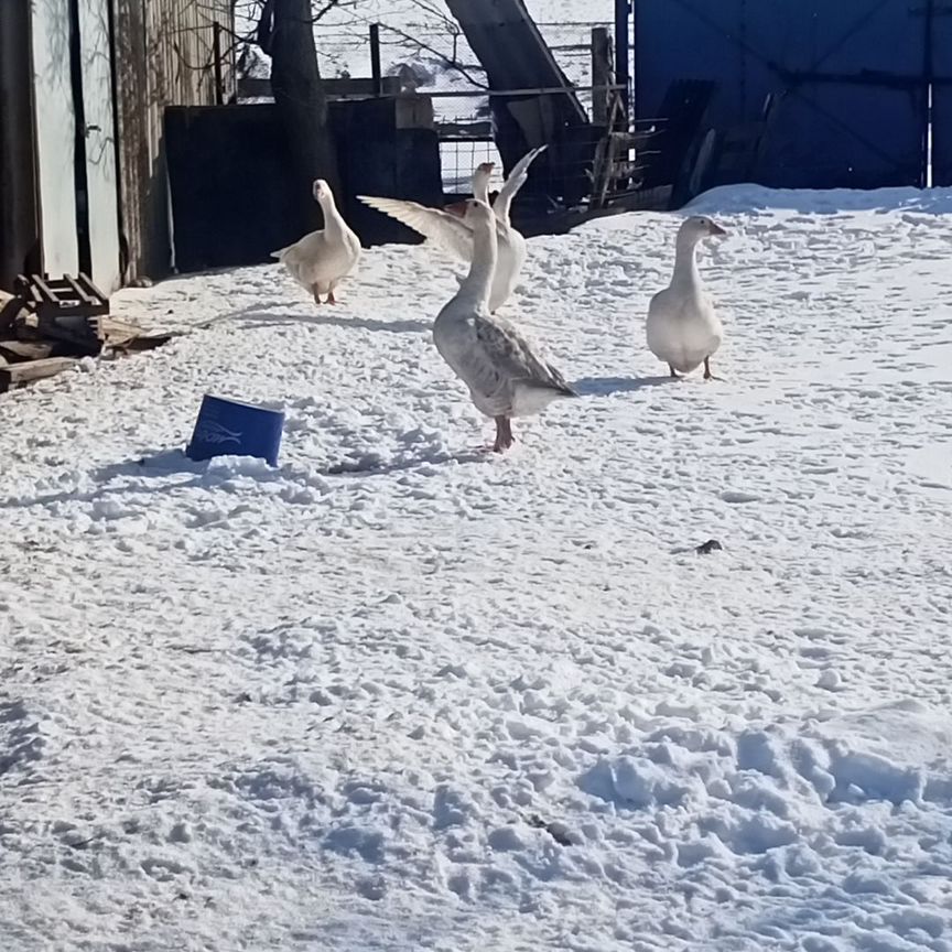 Продам гусей