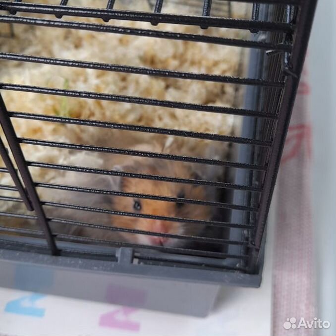 Отдам хомячка