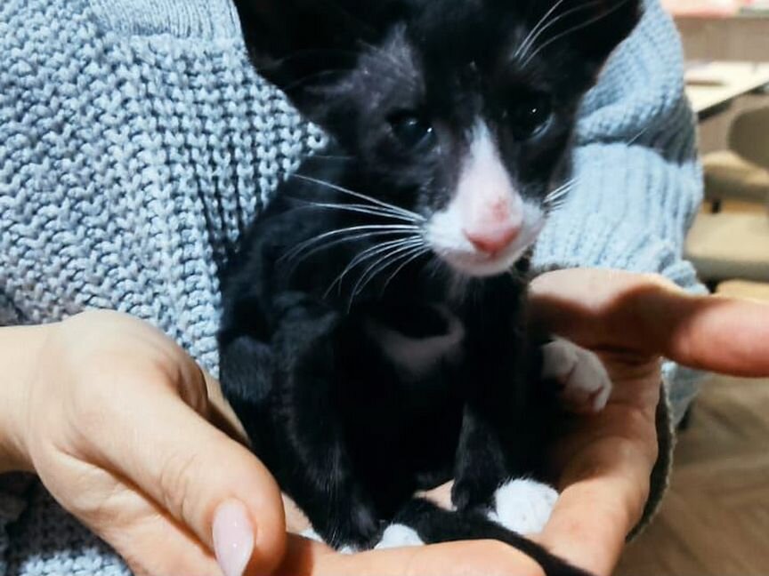 Ориентальная