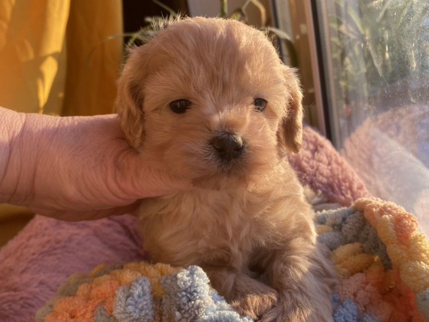 Девочка мальтипу для резерва