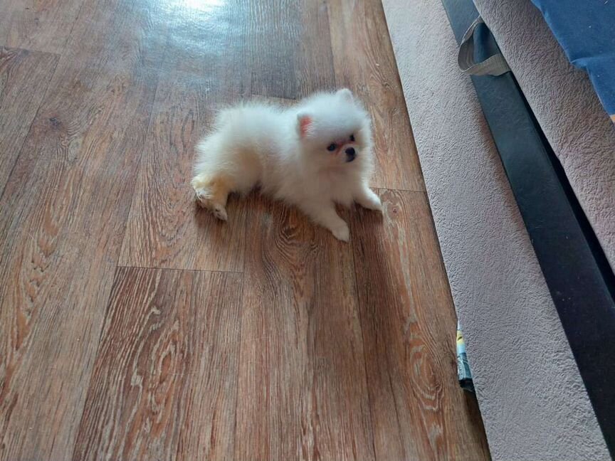 Померанский шпиц большой выбор щенков