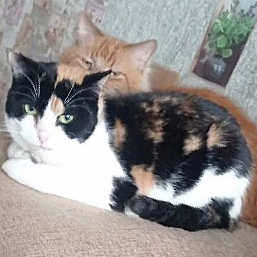 Взрослая, кошка в добрые руки