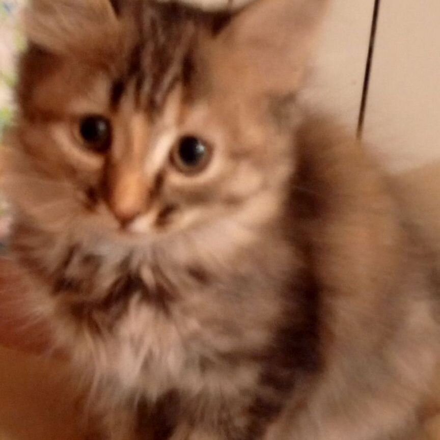 Кошечка в добрые руки