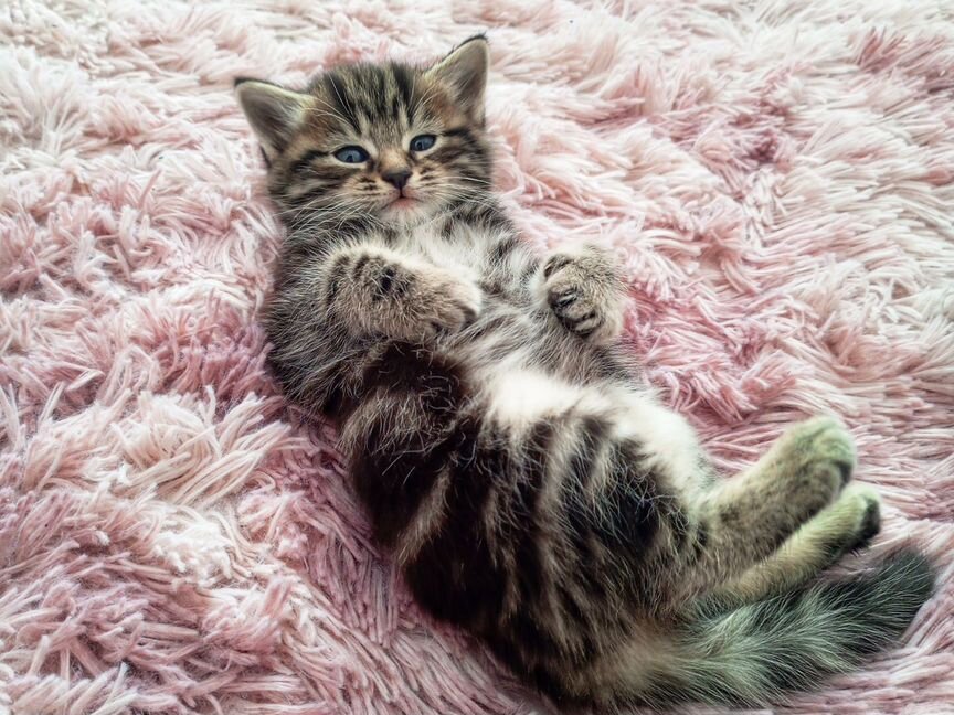 Котята