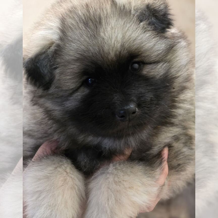 Вольфшпиц, щенок