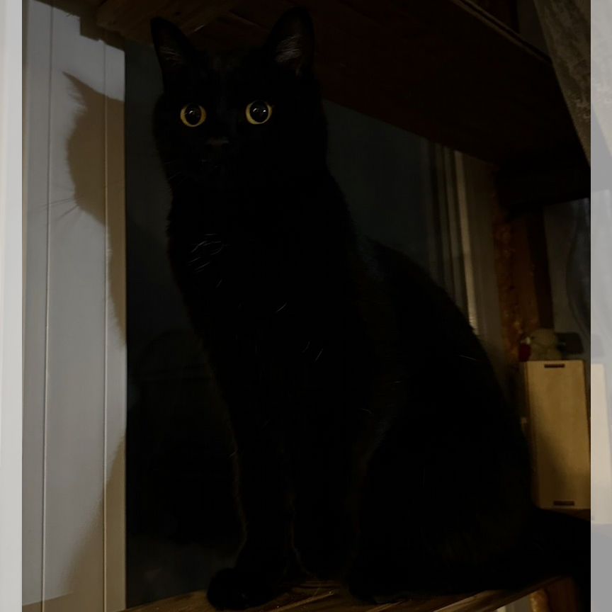 Взрослая, кошка в добрые руки