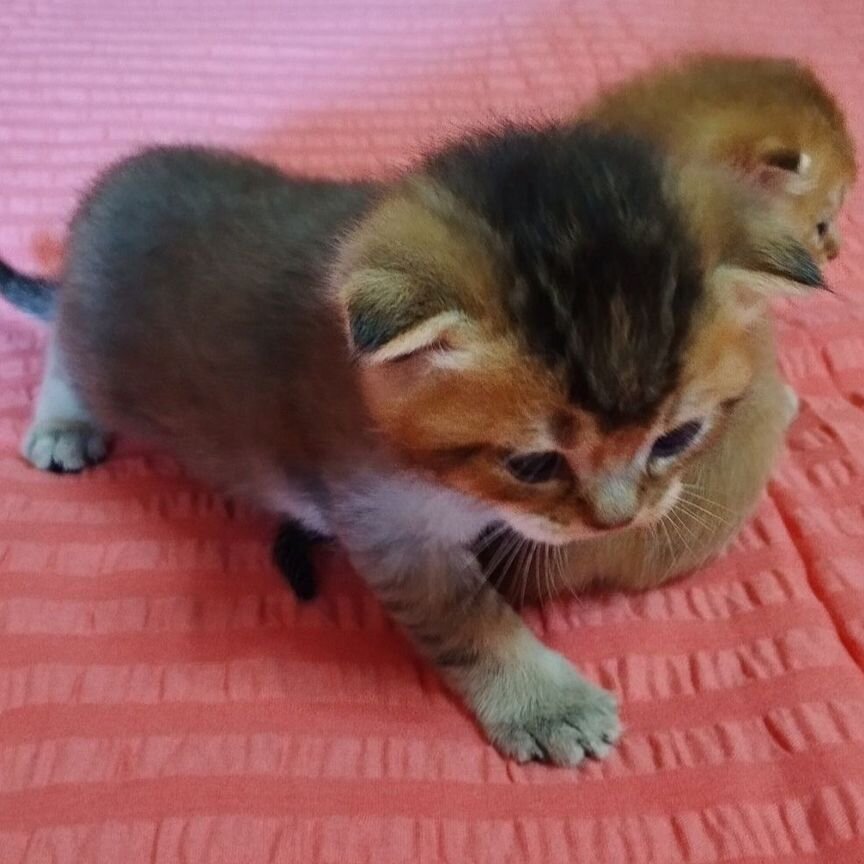 Маленький комочек счастья