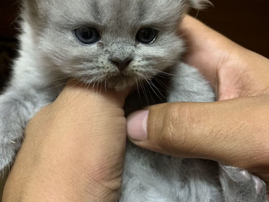 Кошки шотландкие вислоухие