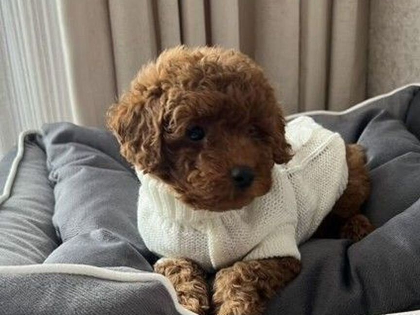 Мальтипу ф1 мини