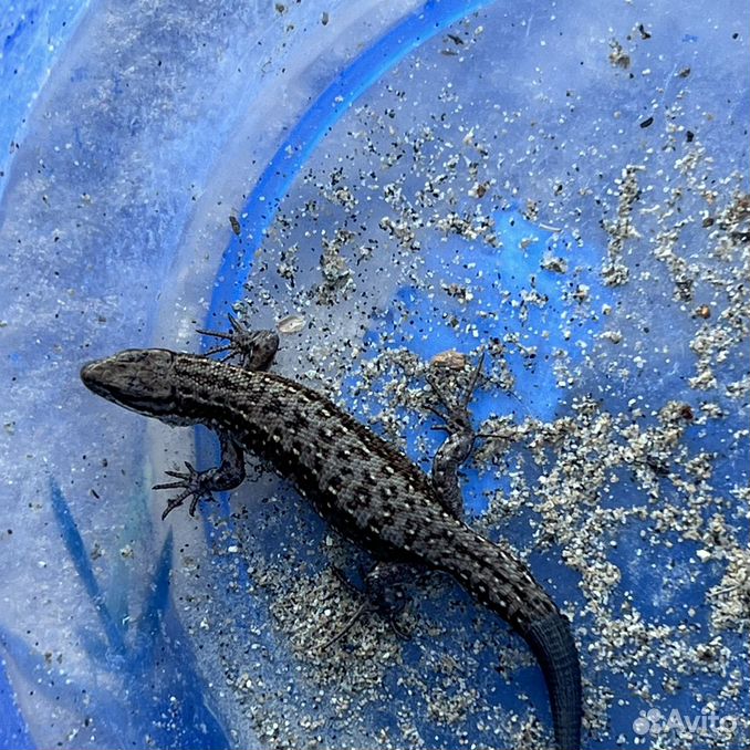 Живородящая ящерица