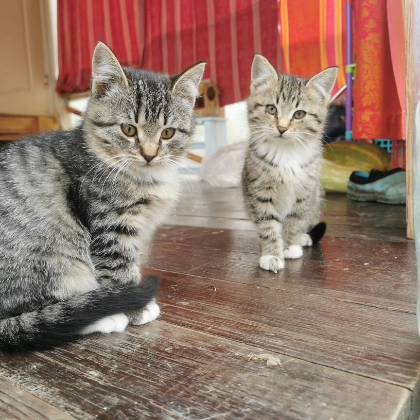 Котята в добрые руки бесплатно