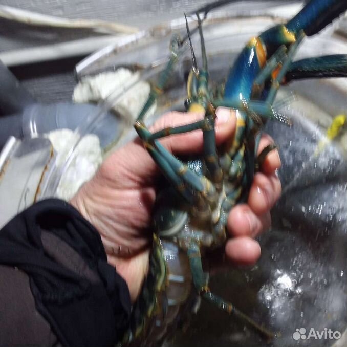 Австралийский красноклешневый рак (аккр)