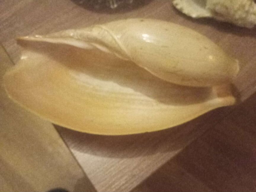 Морские ракушки раковины