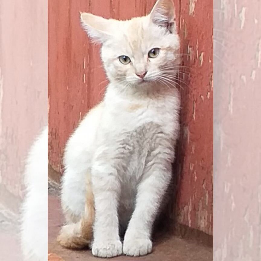 Пристраиваются котята