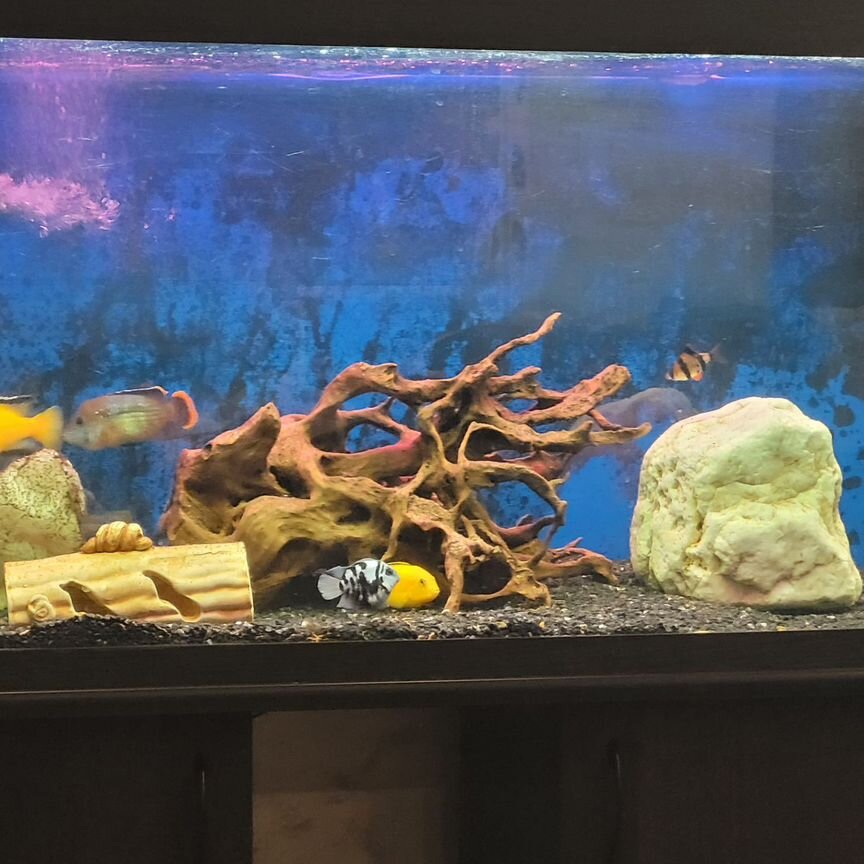 Аквариумные рыбки