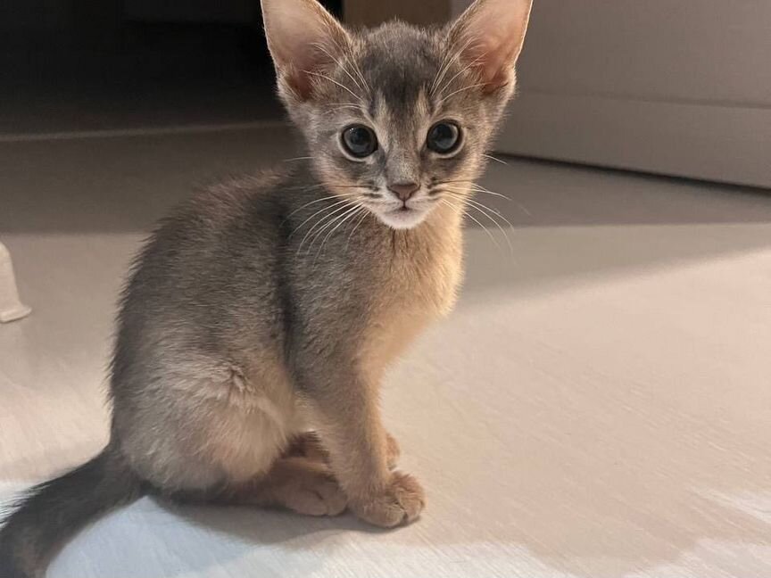 Абиссинская