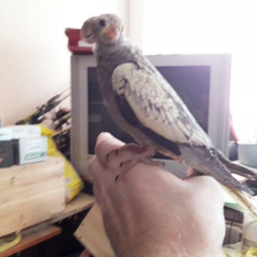 Попугай корелла птенец ручной