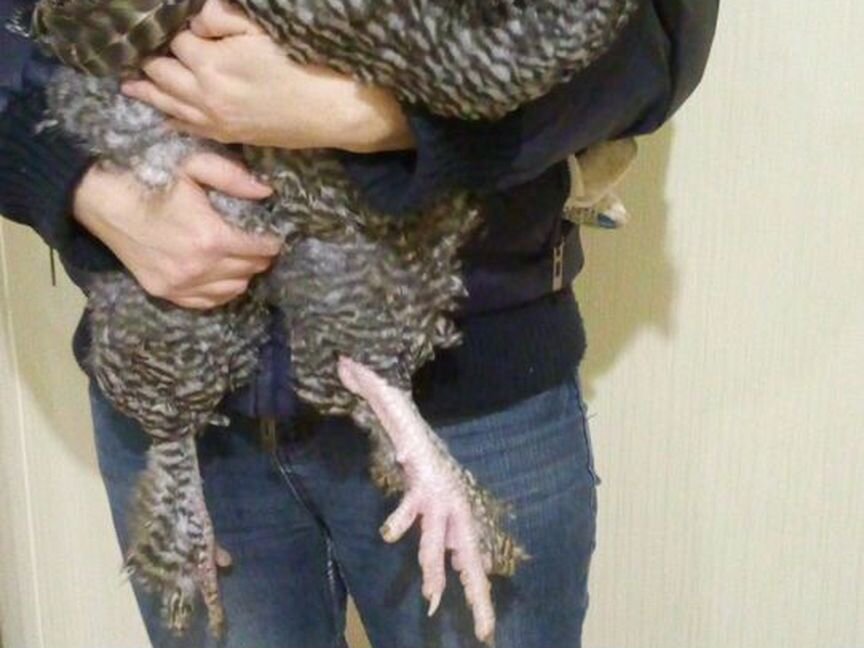 Мехеленская кукушка редких окрасов